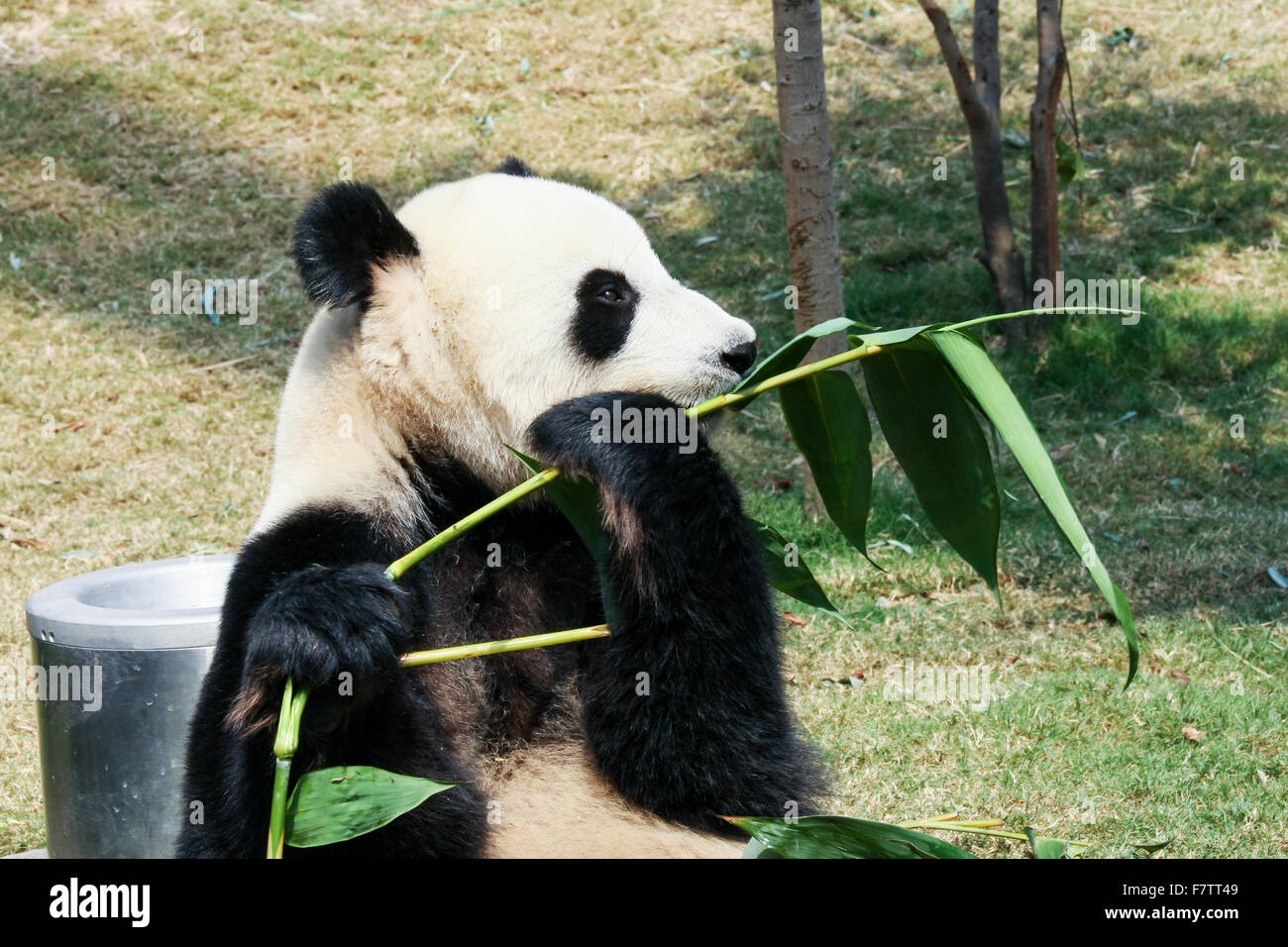 Riesenpanda essen -Fotos und -Bildmaterial in hoher Auflösung – Alamy