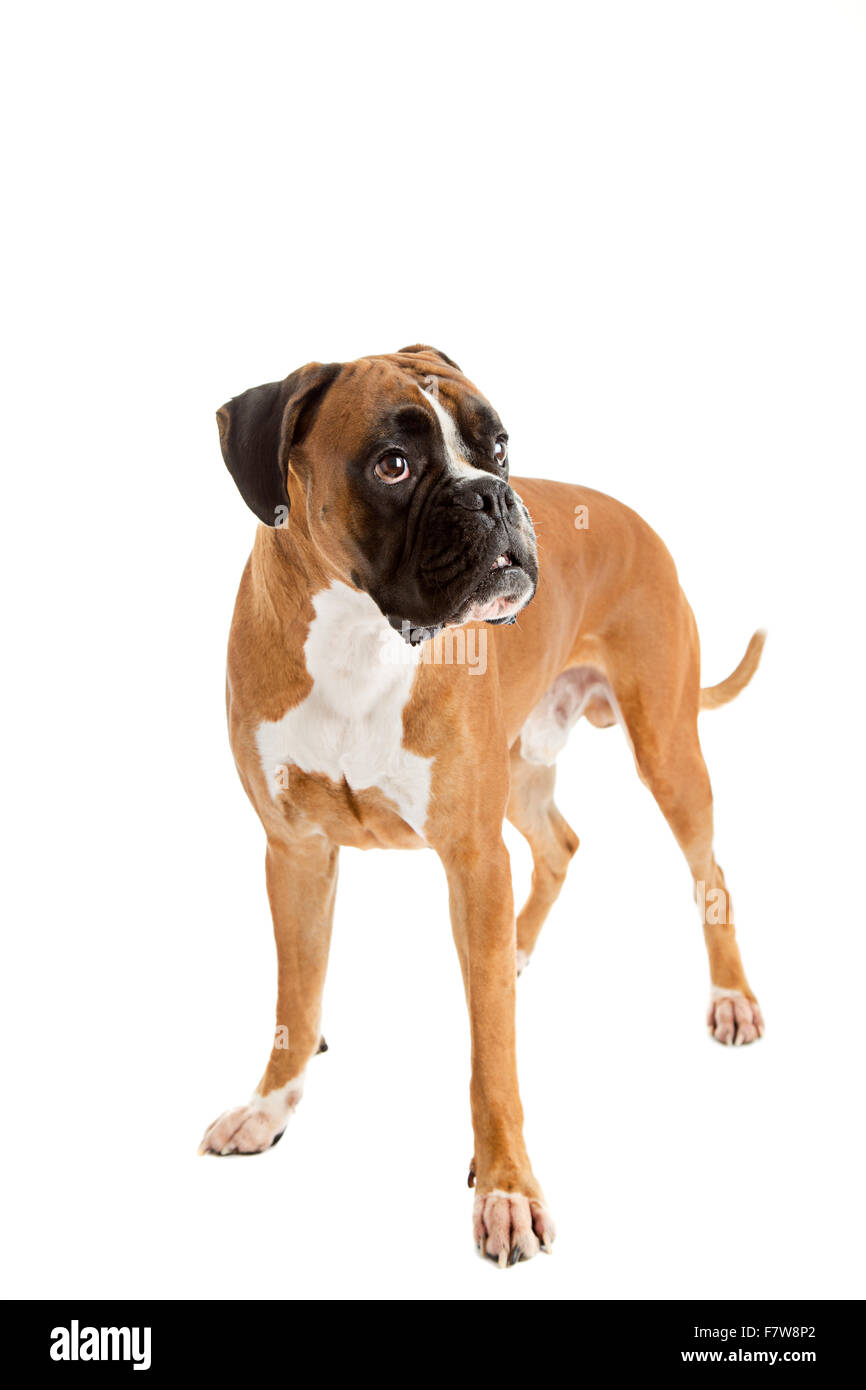 Deutsche beige-farbigen Boxer Hund, reine Rasse auf weißem Hintergrund ...