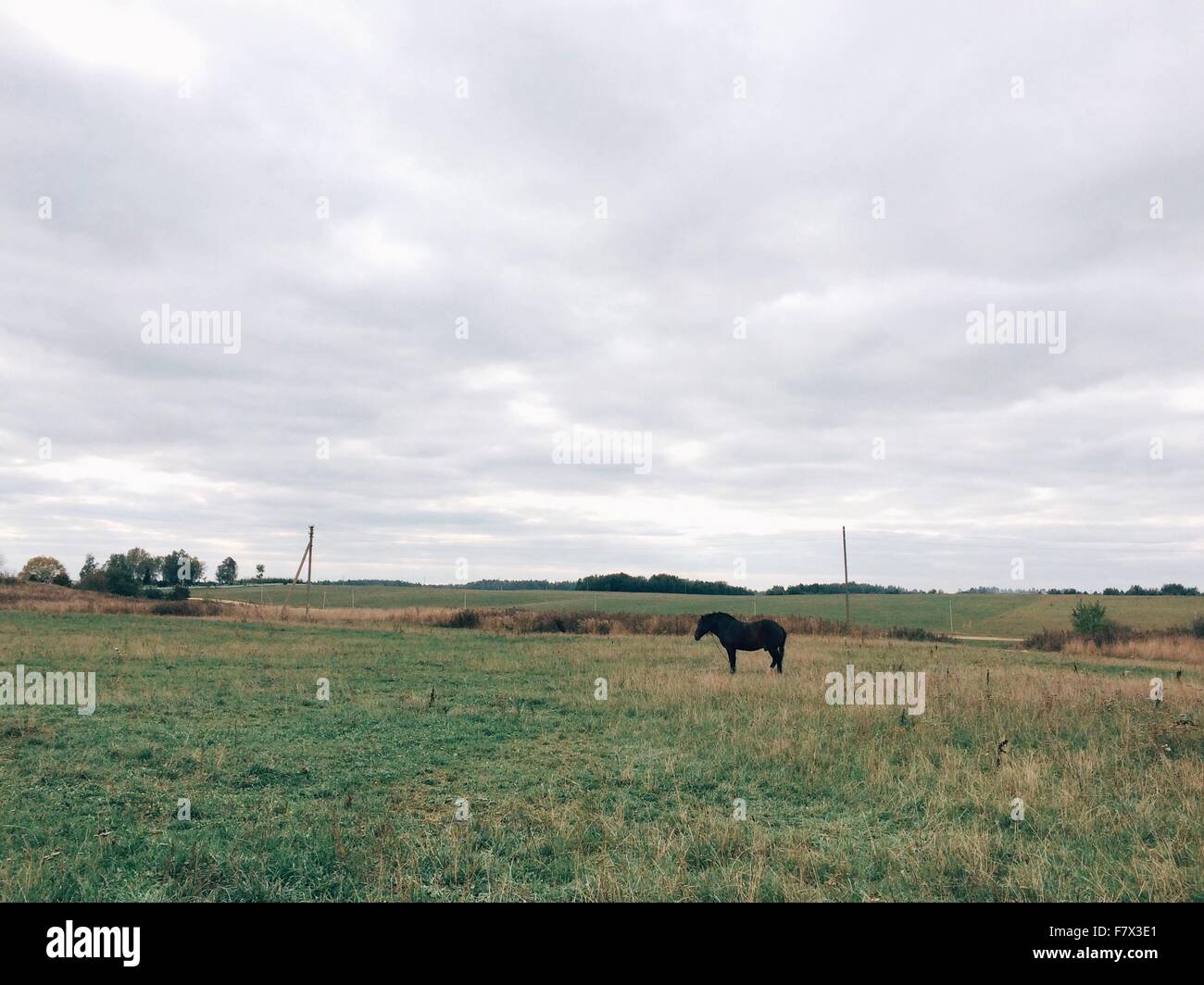 Auf der wiese steht ein pferd -Fotos und -Bildmaterial in hoher ...