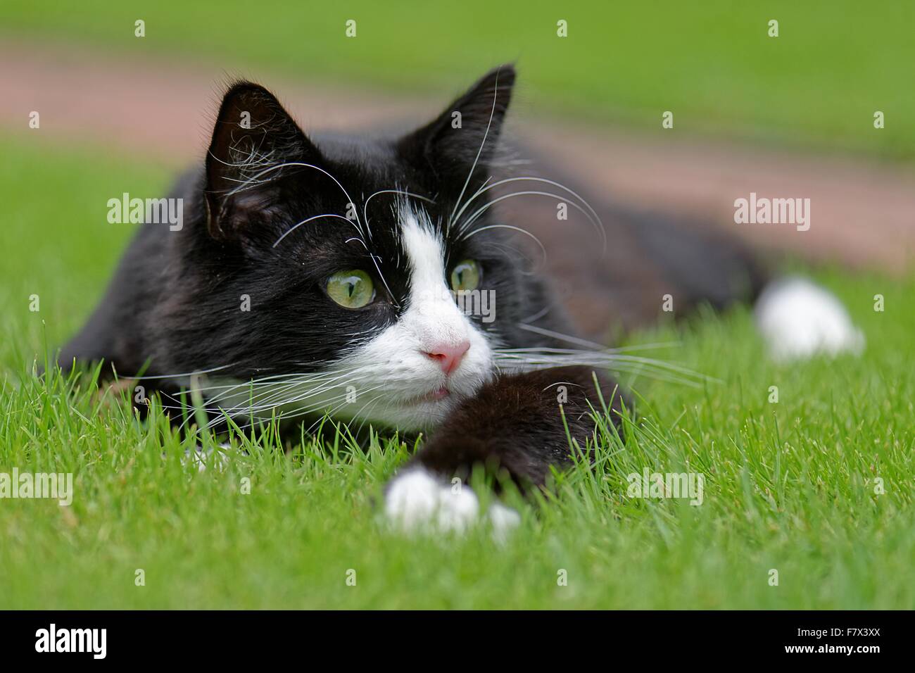 Katze liegen -Fotos und -Bildmaterial in hoher Auflösung - Seite 3 - Alamy