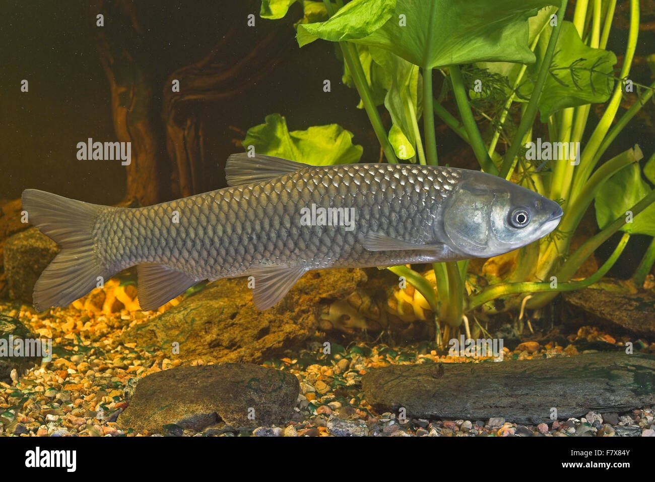 Amur, Graskarpfen, Grasfisch, Gras-Karpfen, Gras-Fisch, Weißer Amur ...