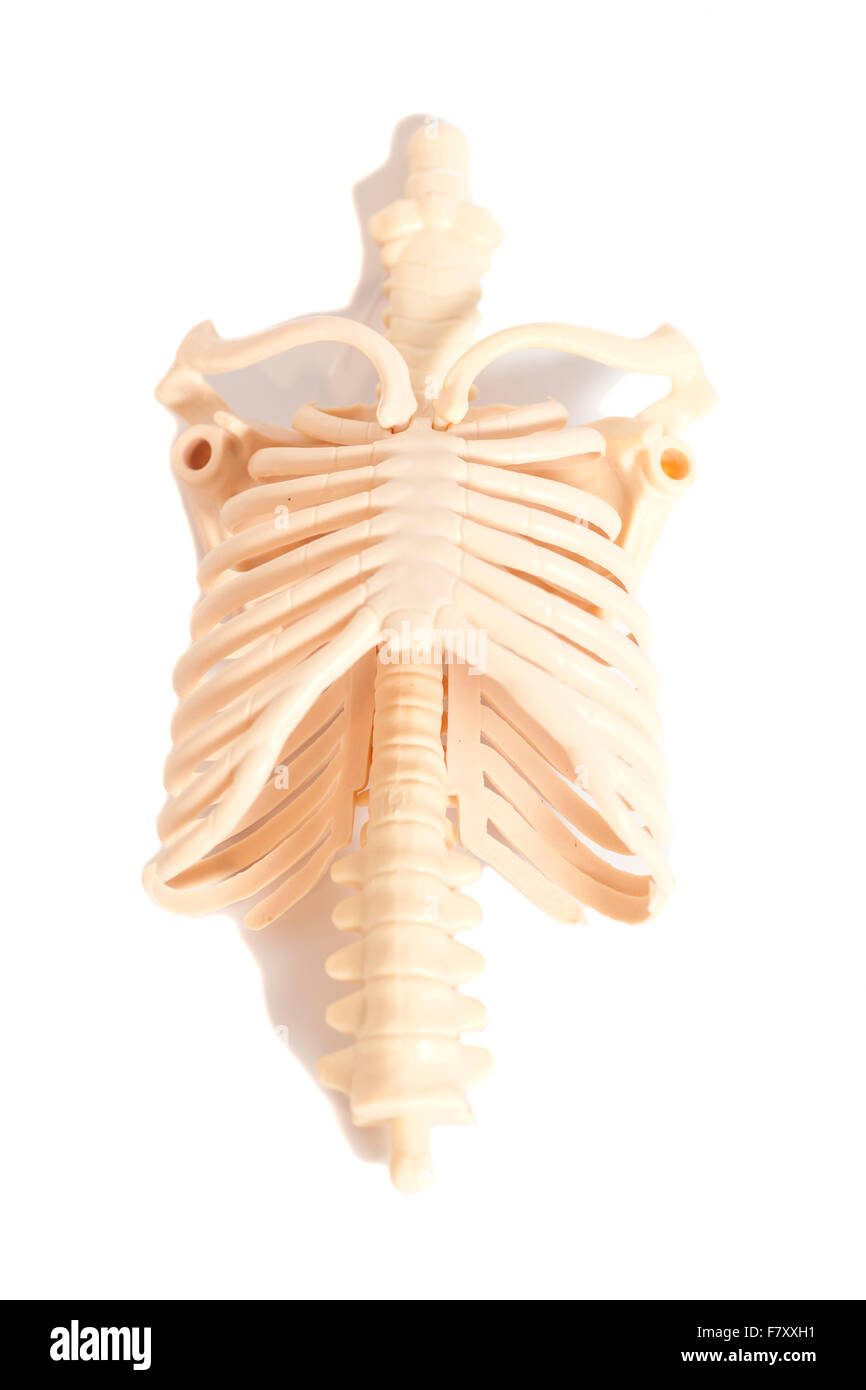 Thoracic cage -Fotos und -Bildmaterial in hoher Auflösung – Alamy