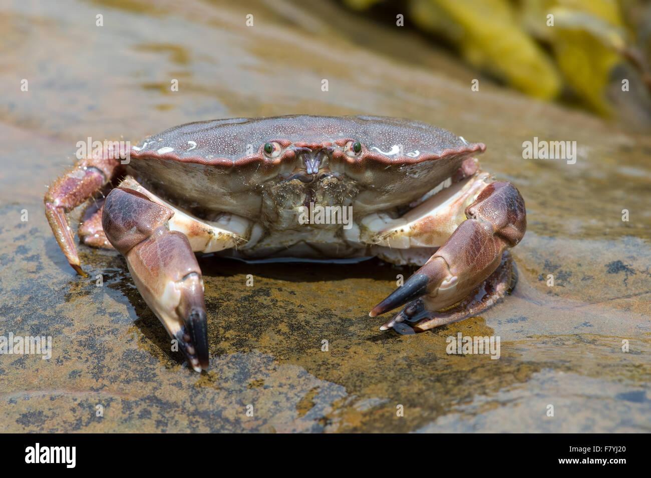 Krebs tier -Fotos und -Bildmaterial in hoher Auflösung – Alamy