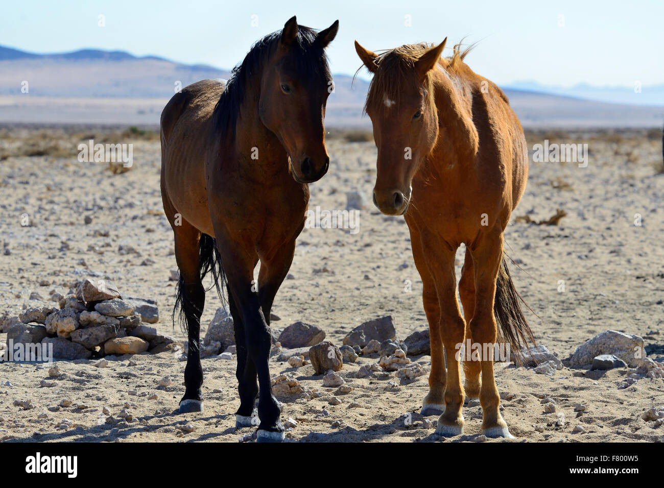 Wild horses of garub -Fotos und -Bildmaterial in hoher Auflösung – Alamy