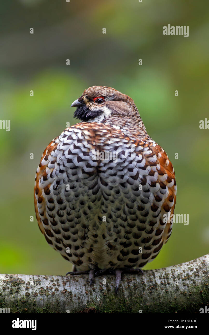 Bonasia Bonasia Stockfotos und -bilder Kaufen - Alamy