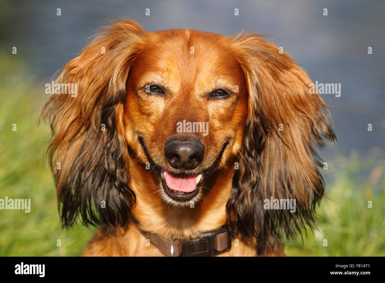 Langhaar dackel -Fotos und -Bildmaterial in hoher Auflösung – Alamy
