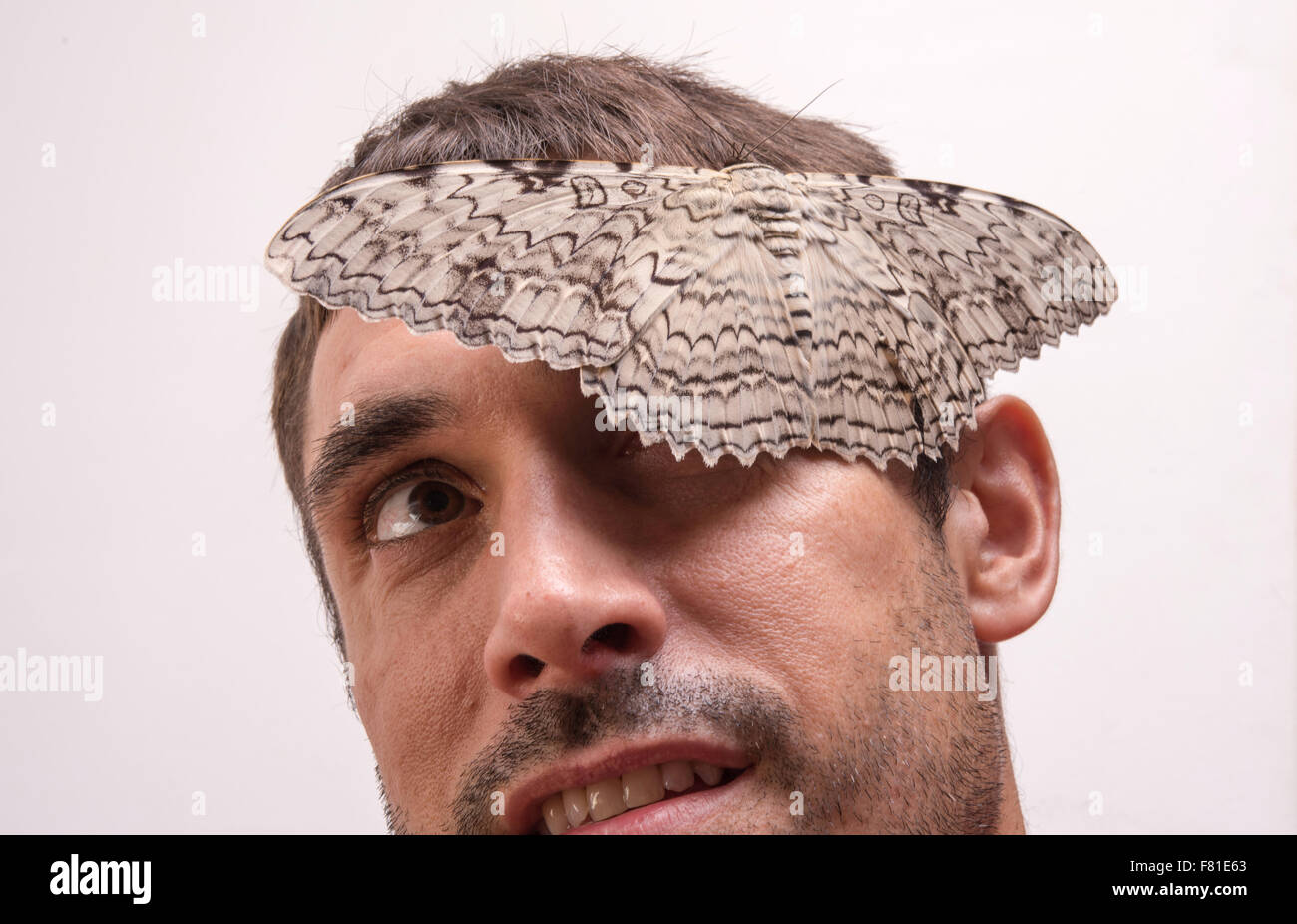 Die weiße Hexe Thysania Agrippina, Iquitos, Peru. Falter mit der ...