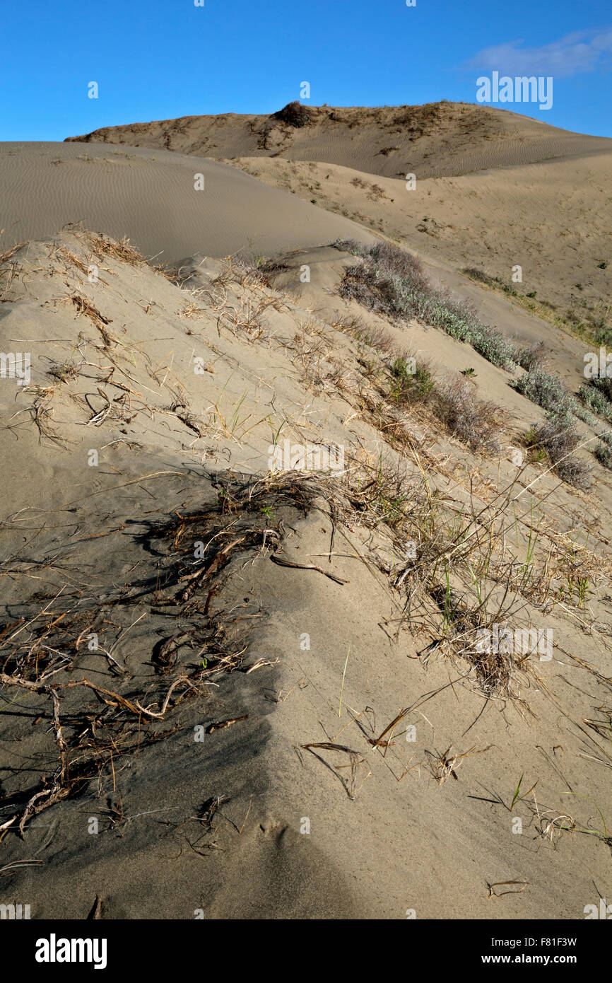 Juniper dunes wilderness -Fotos und -Bildmaterial in hoher Auflösung ...