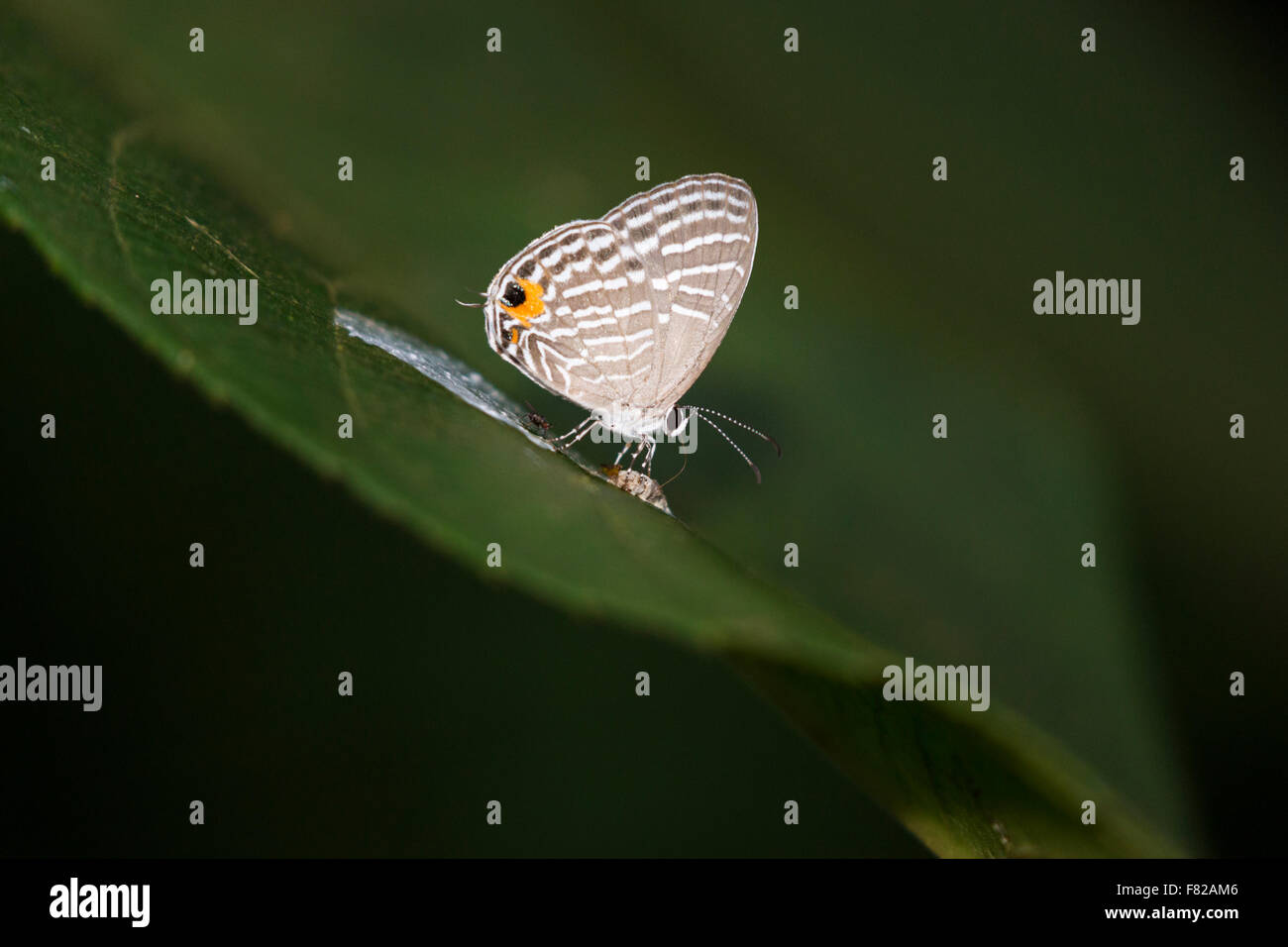 Fütterung auf kot -Fotos und -Bildmaterial in hoher Auflösung – Alamy