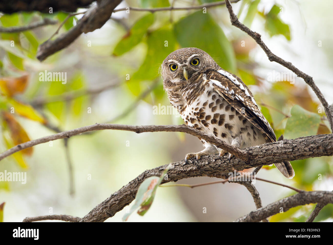 Afrikaner vergitterte owlet glaucidium capense safari -Fotos und ...