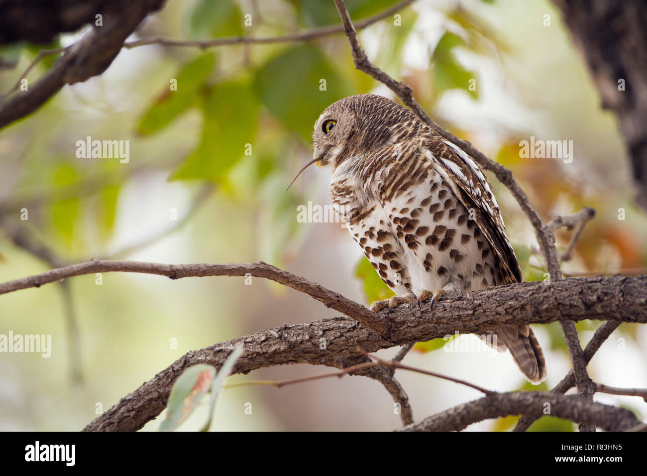 Afrikaner vergitterte owlet glaucidium capense safari -Fotos und ...