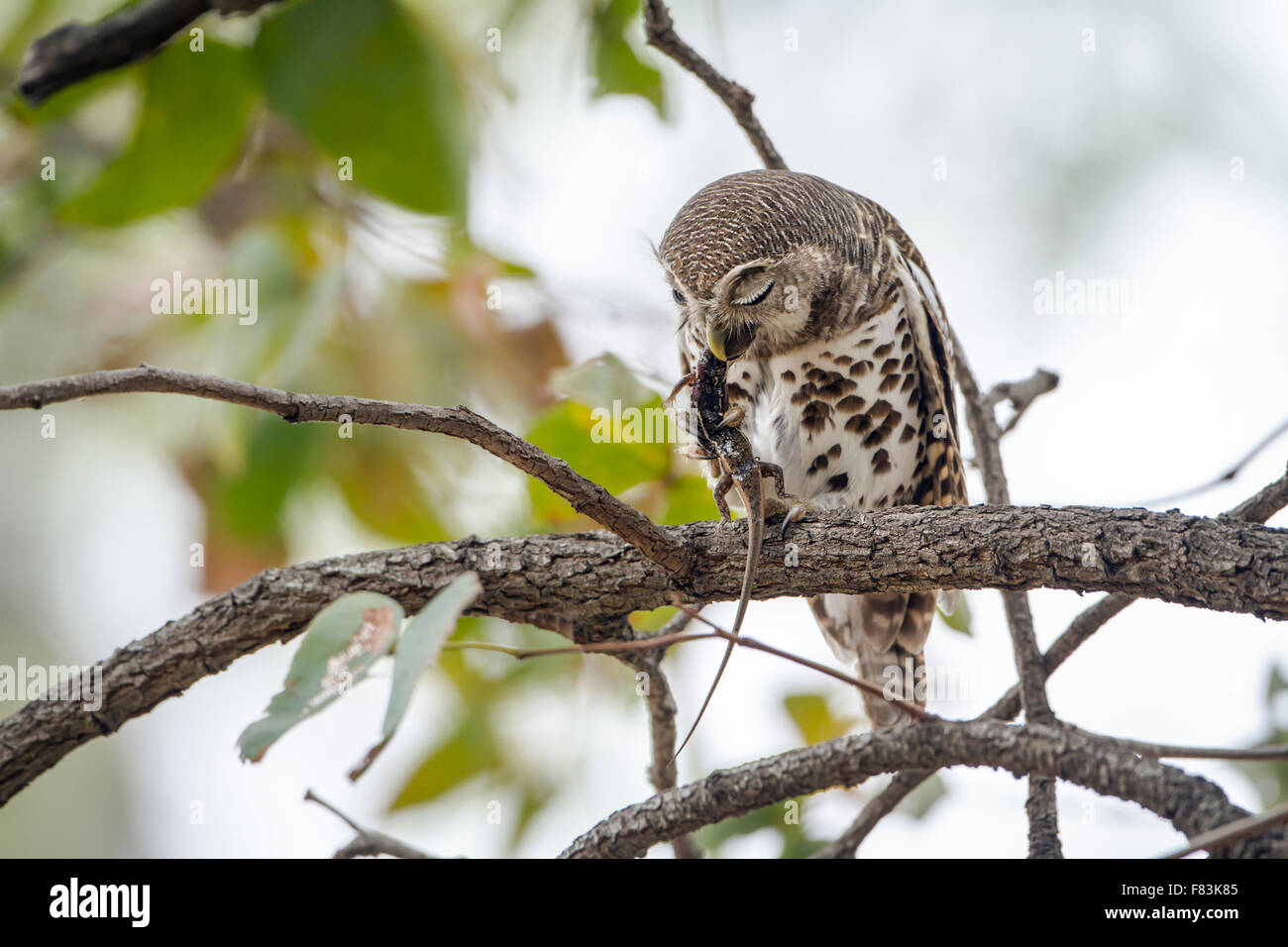Afrikaner vergitterte owlet glaucidium capense safari -Fotos und ...