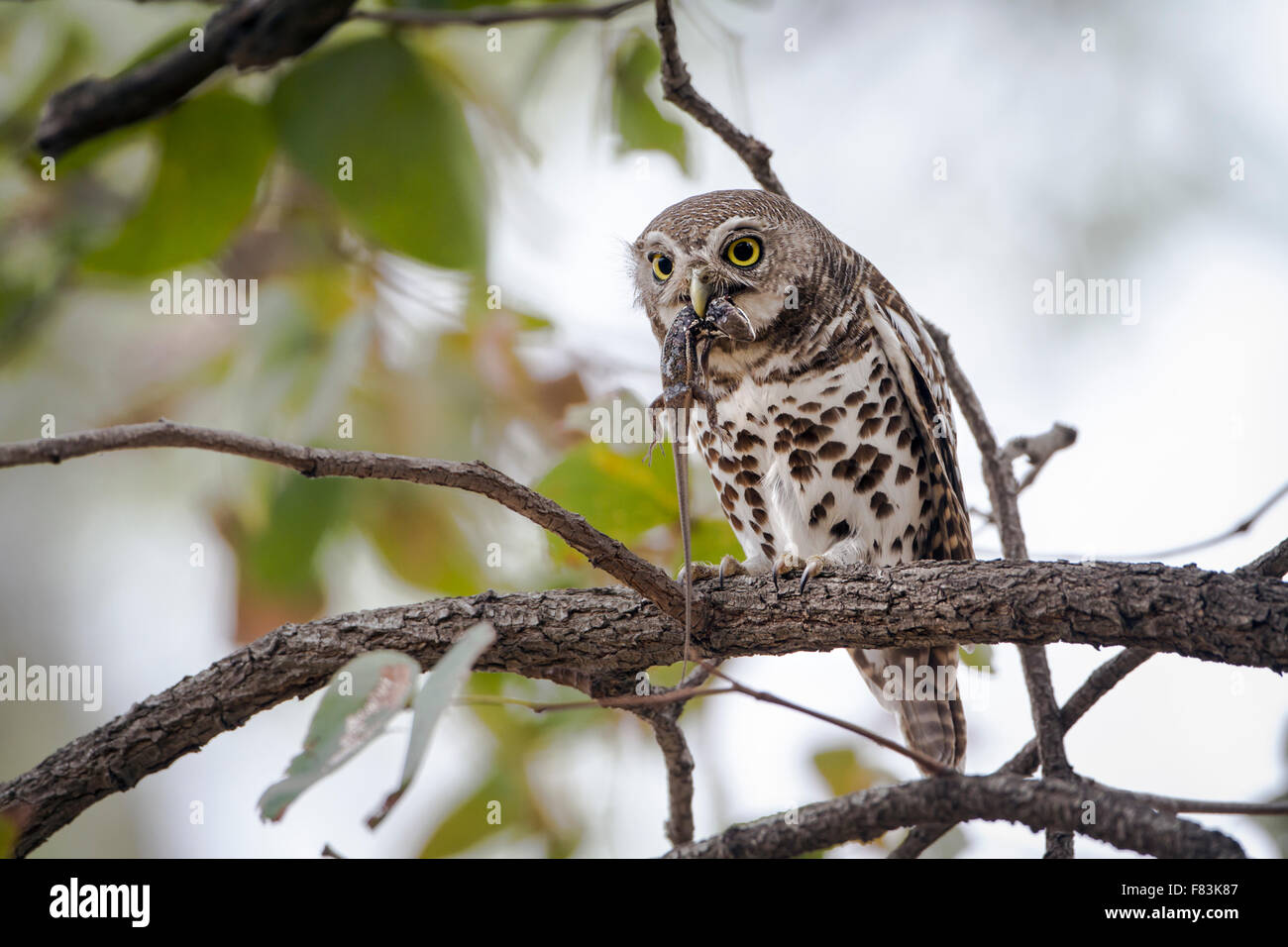 Afrikaner vergitterte owlet glaucidium capense safari -Fotos und ...