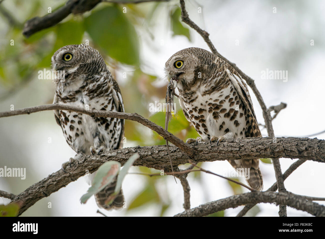 Afrikaner vergitterte owlet glaucidium capense safari -Fotos und ...