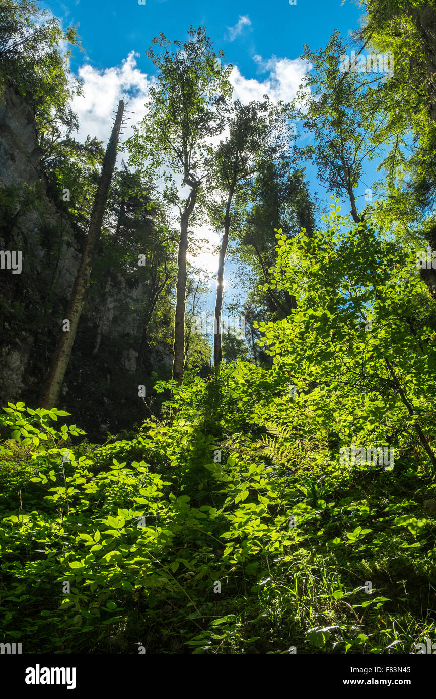 Rakov Škocjan, Karst Region Slowenien Stockfotografie - Alamy
