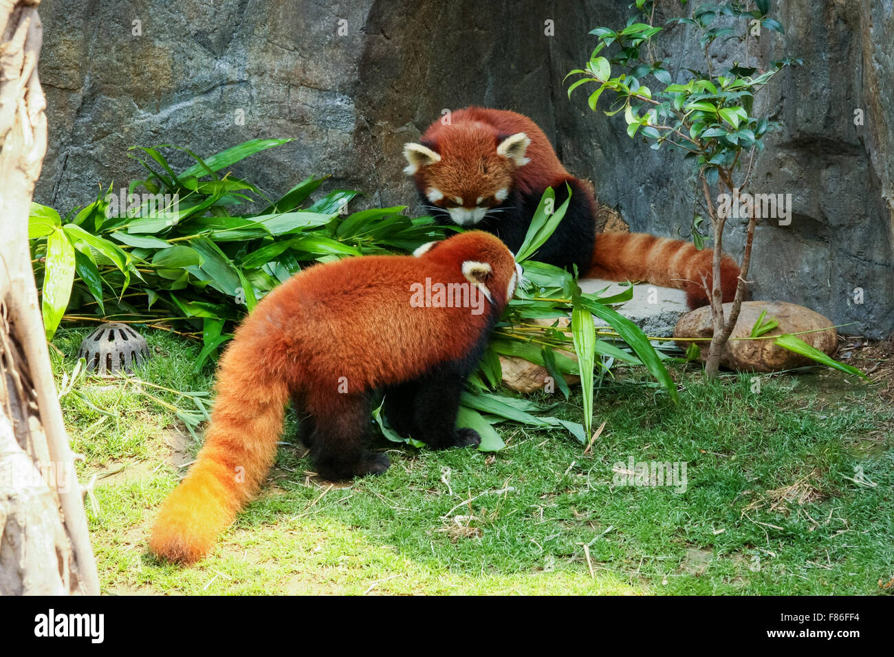 Rote pandas -Fotos und -Bildmaterial in hoher Auflösung – Alamy
