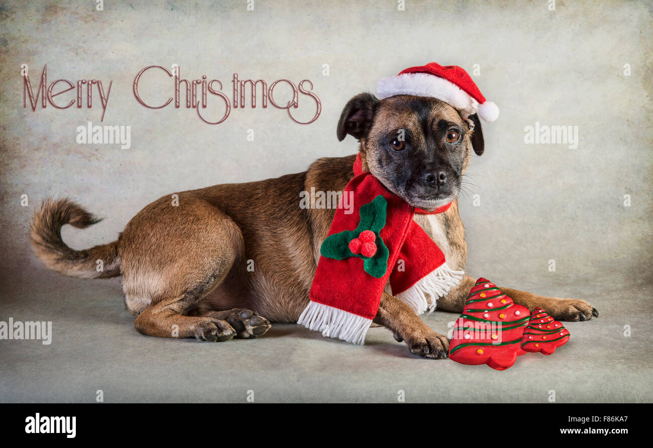 Mops kreuz -Fotos und -Bildmaterial in hoher Auflösung – Alamy