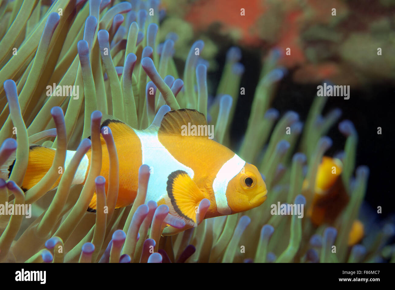 Ocellaris Clownfische, falsche Percula Clownfische oder gemeinsame ...