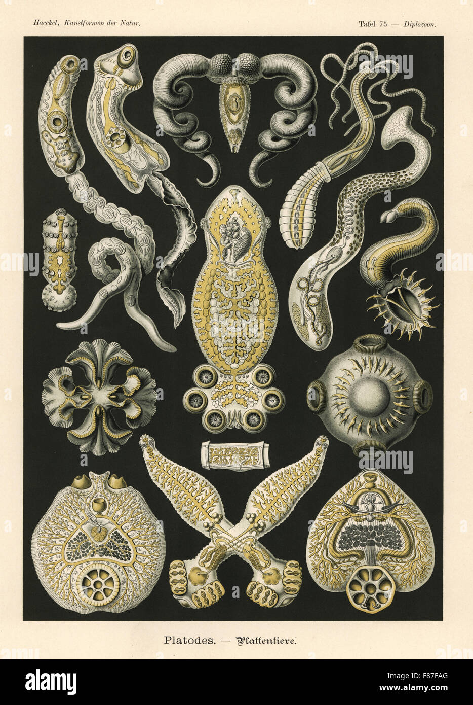 Gyrodactylus elegans -Fotos und -Bildmaterial in hoher Auflösung – Alamy