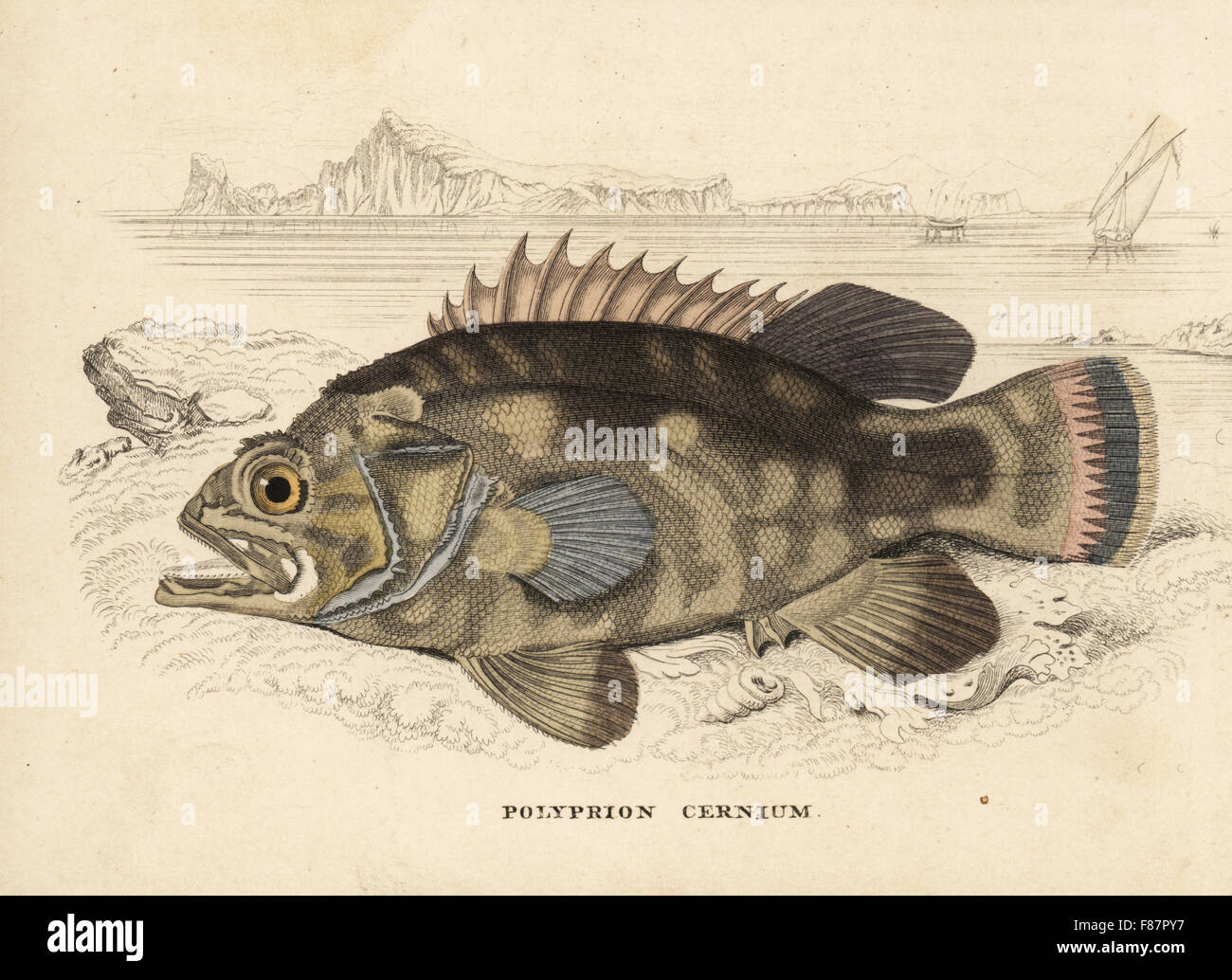 Wreckfish polyprion americanus -Fotos und -Bildmaterial in hoher ...
