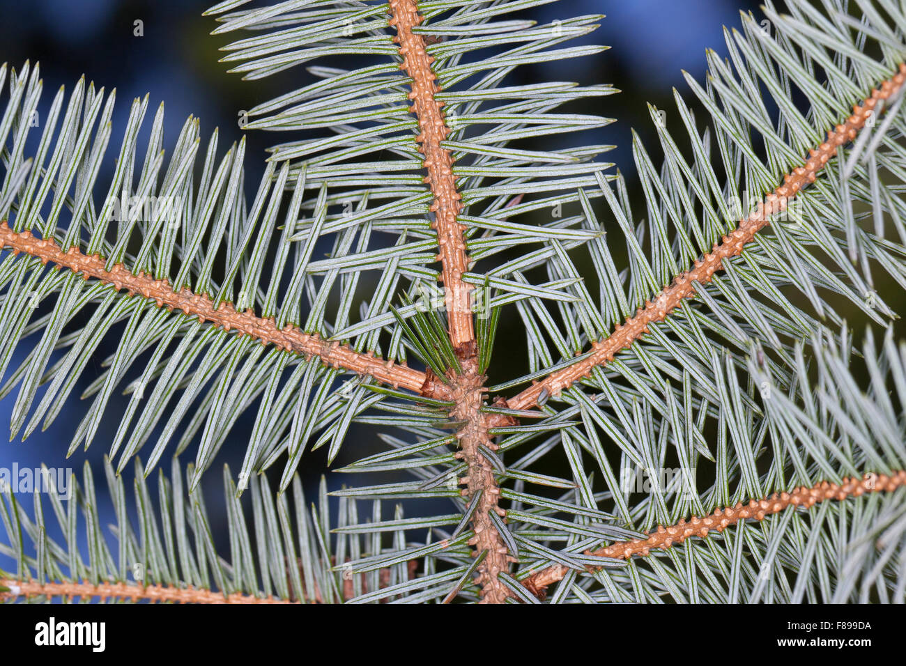 Epicea de sitka -Fotos und -Bildmaterial in hoher Auflösung – Alamy