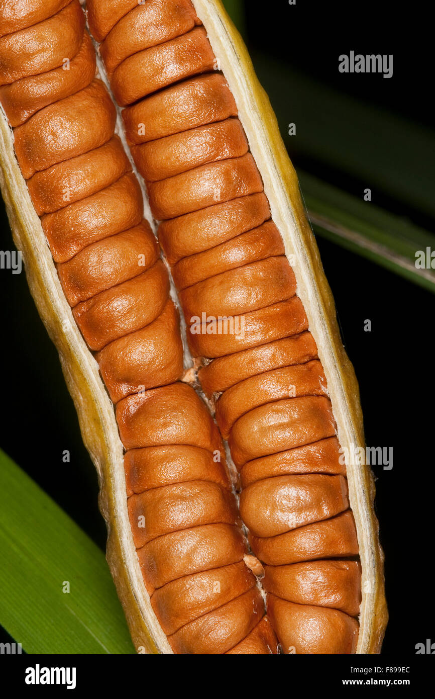 Giftiger samen -Fotos und -Bildmaterial in hoher Auflösung – Alamy