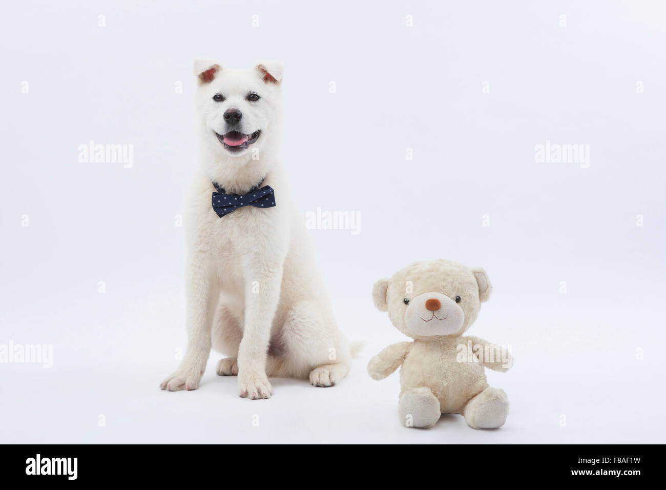 Weißer teddybär -Fotos und -Bildmaterial in hoher Auflösung – Alamy