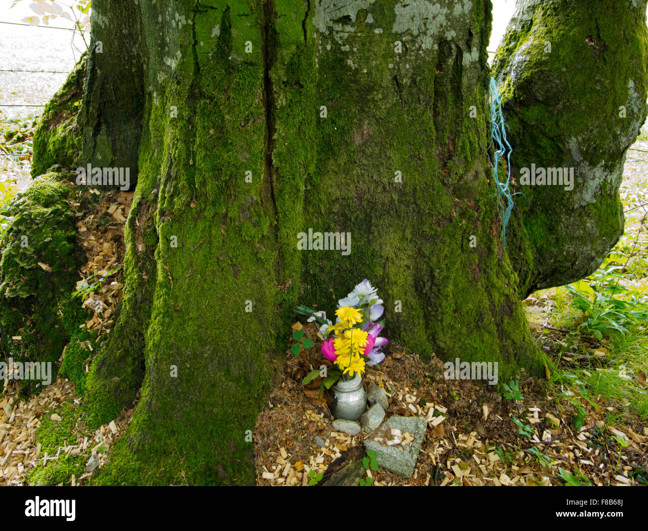 Österreich, Niederösterreich, Scheibbs, Beim "Rainstein" bin ...