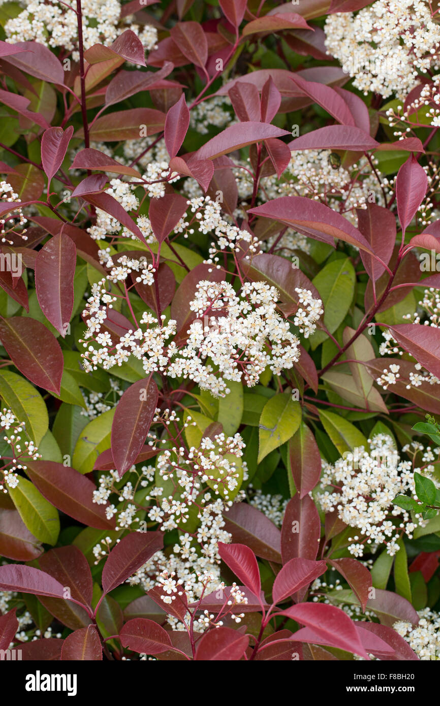 Red Robin, rote Spitze Photinia, Red-Tipped Photinia, Frasers Photinia ...