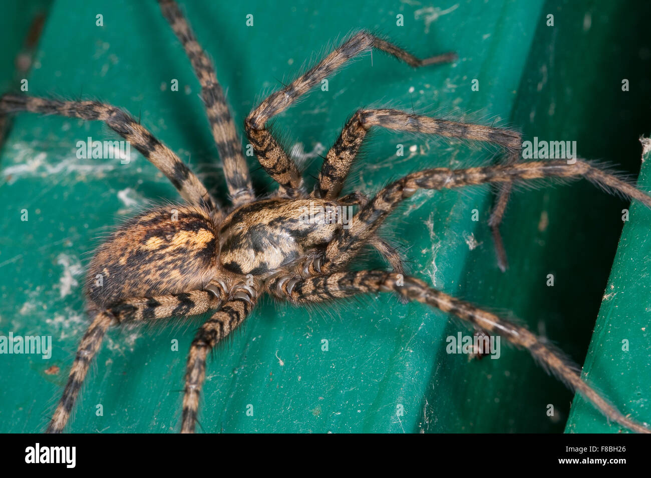 Hausspinne malthonica ferruginea -Fotos und -Bildmaterial in hoher ...