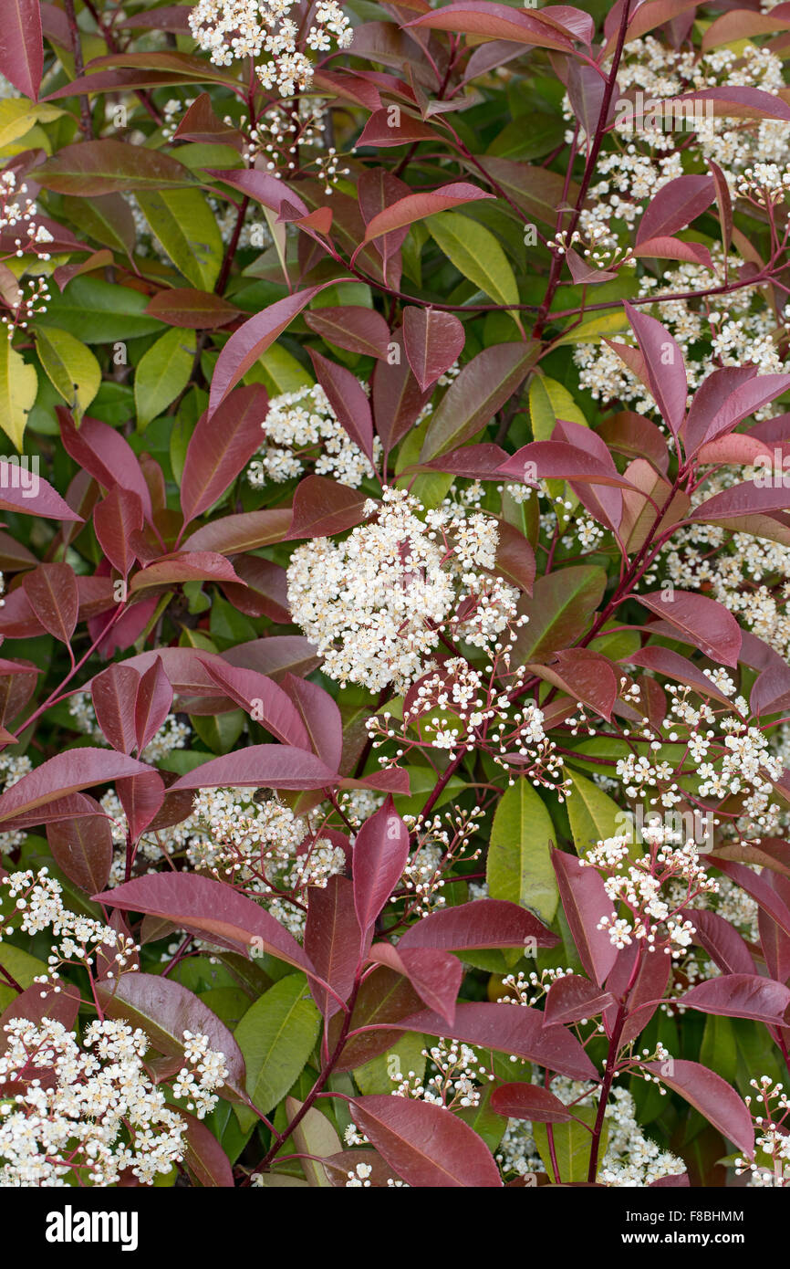 Photinia red robin strauch -Fotos und -Bildmaterial in hoher Auflösung ...