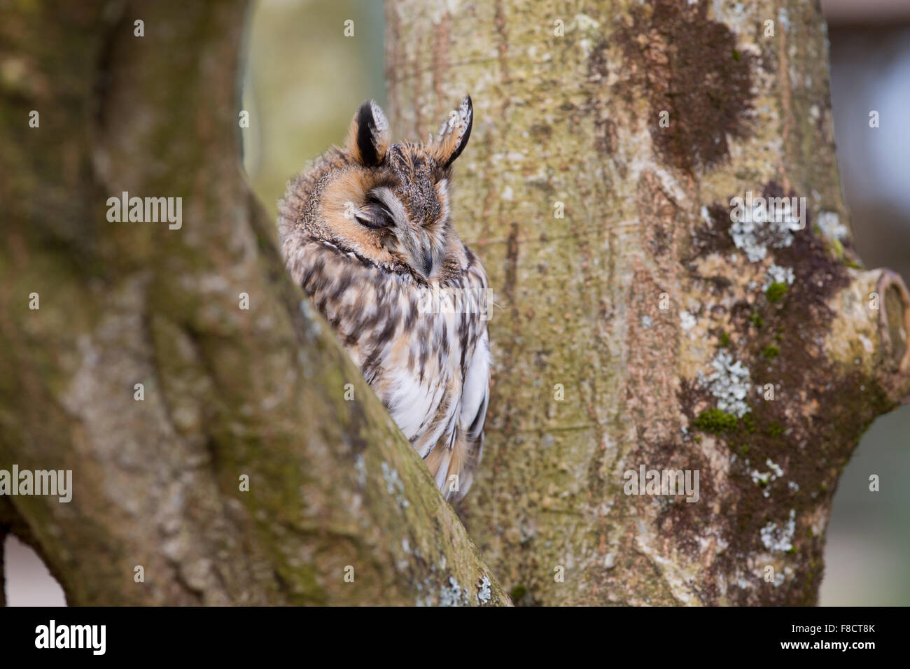 Augen geschlossen eule -Fotos und -Bildmaterial in hoher Auflösung – Alamy
