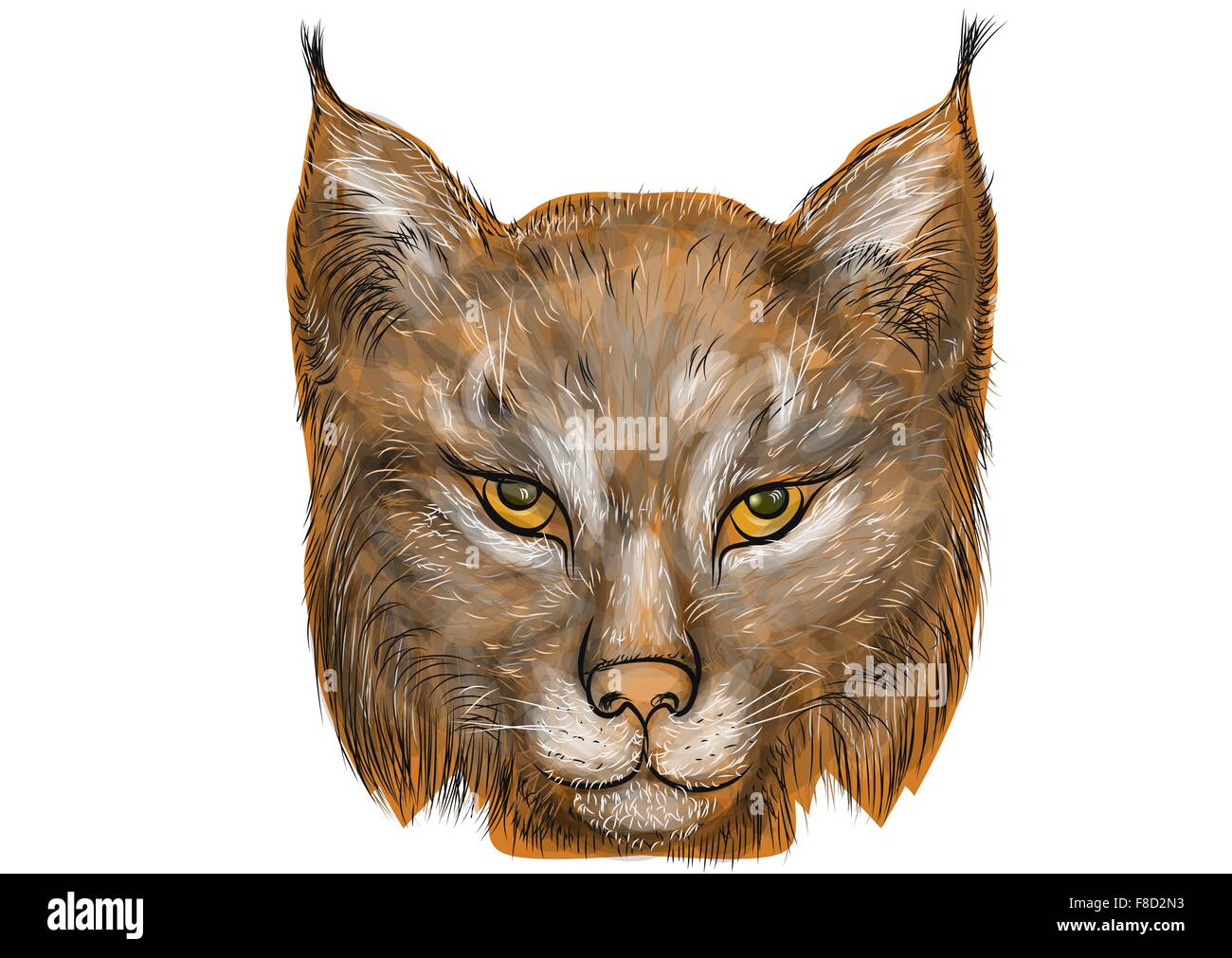 Ein luchs Stock-Vektorgrafiken kaufen - Alamy