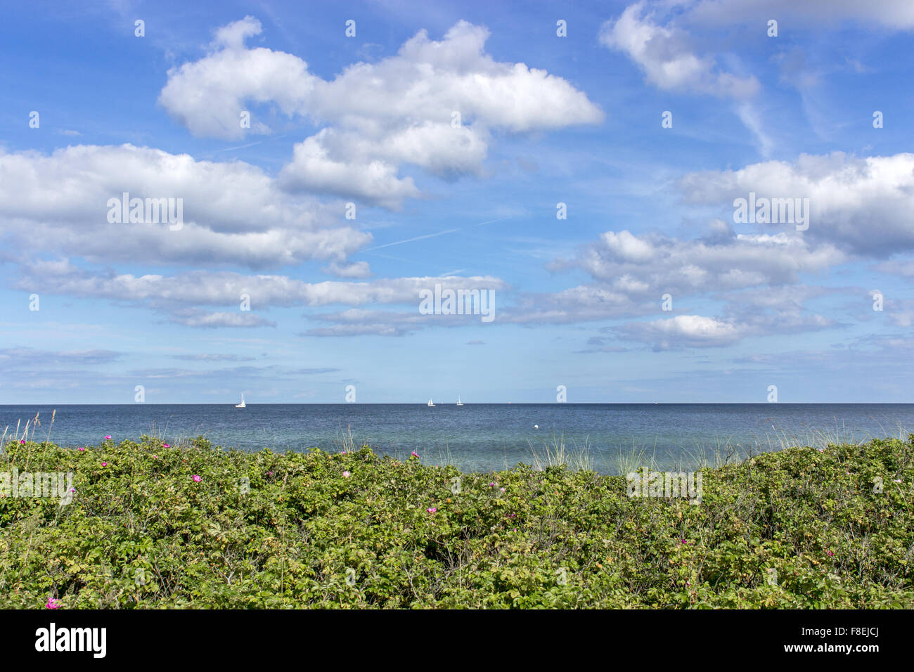 Rosen strand Stockfotos und -bilder Kaufen - Alamy