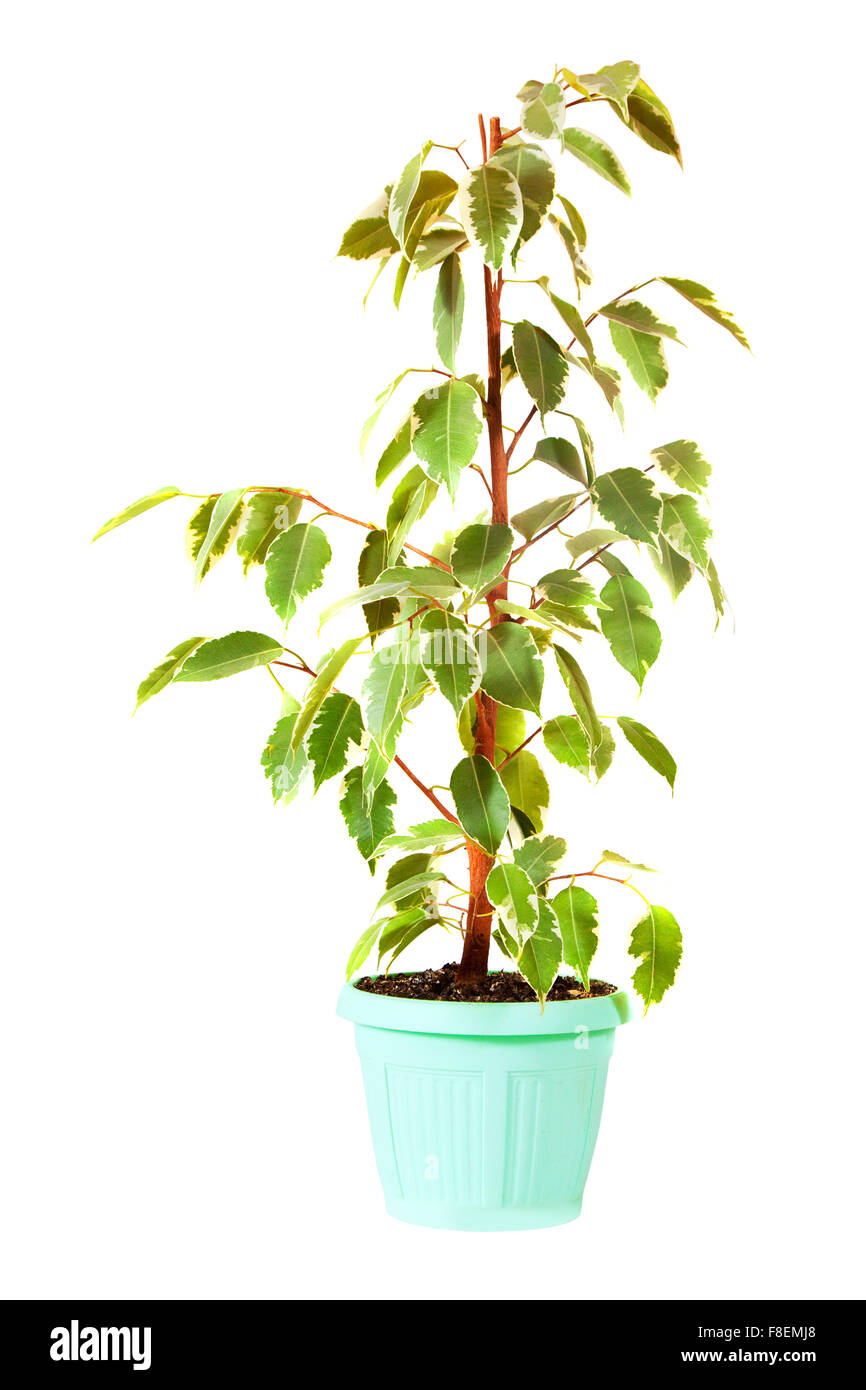 Weeping fig (ficus benjamina) -Fotos und -Bildmaterial in hoher ...