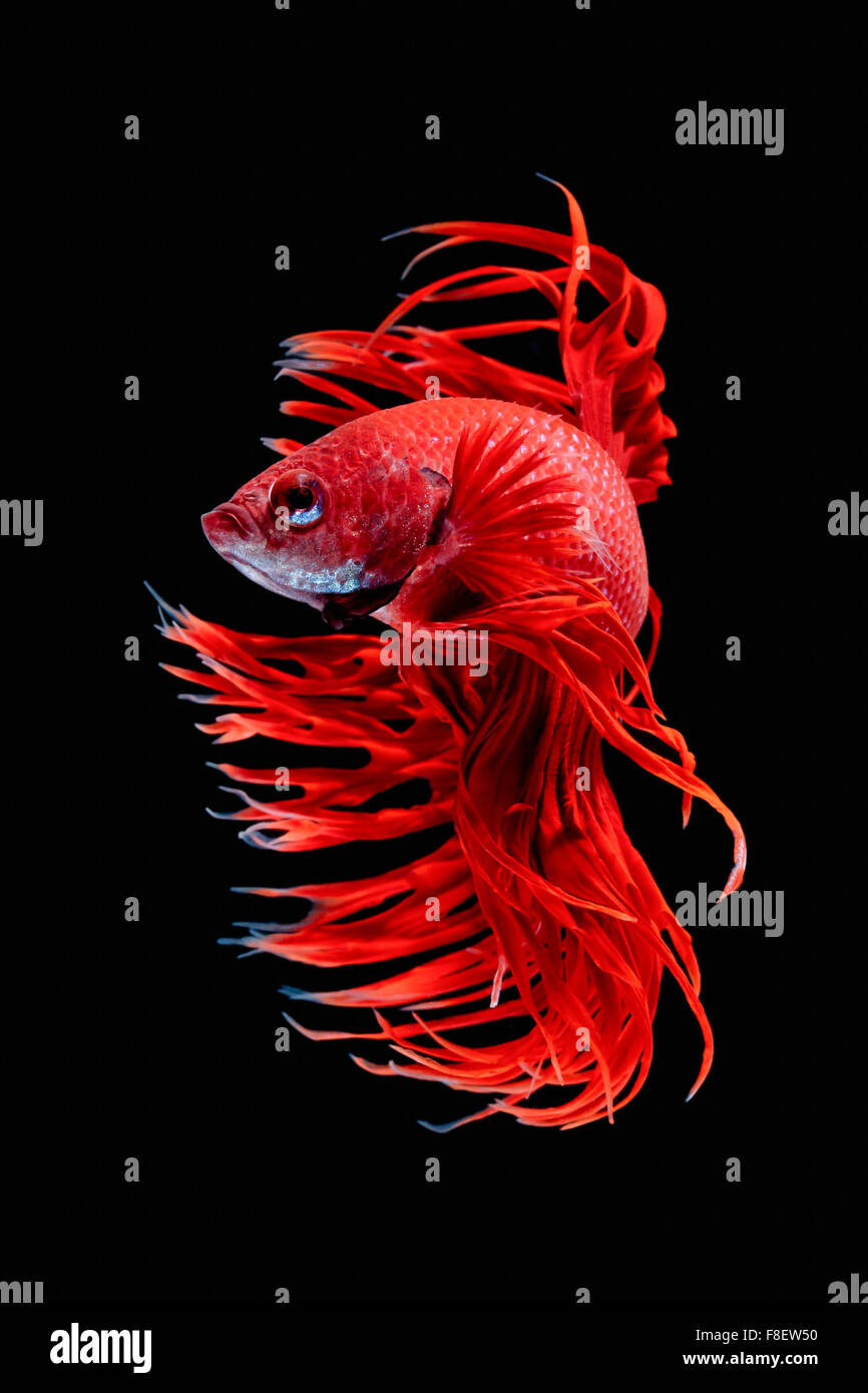 Betta Fisch, siamesische Kampffische, Betta Splendens auf schwarzem ...