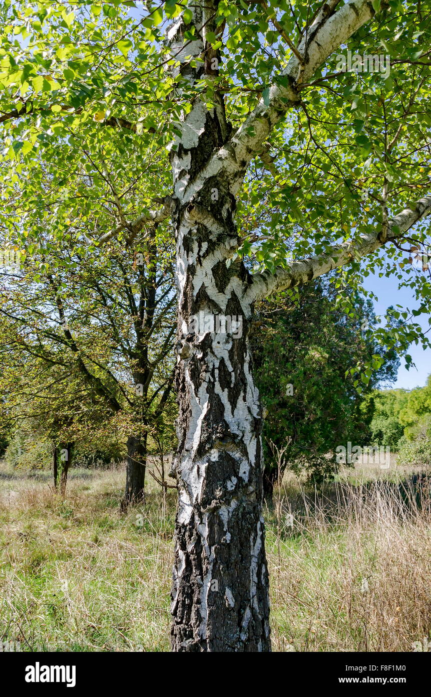 Birke mit großen Riss in der Rinde Stockfotografie - Alamy