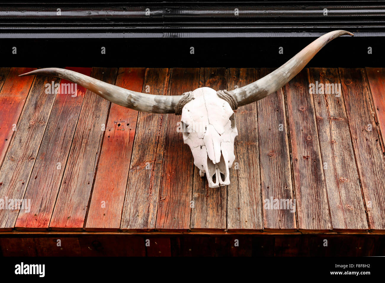 Trophy longhorn steer and skeleton head -Fotos und -Bildmaterial in ...