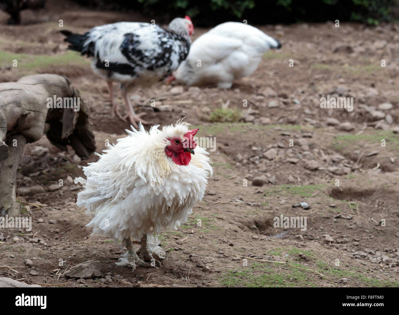Breed white -Fotos und -Bildmaterial in hoher Auflösung – Alamy