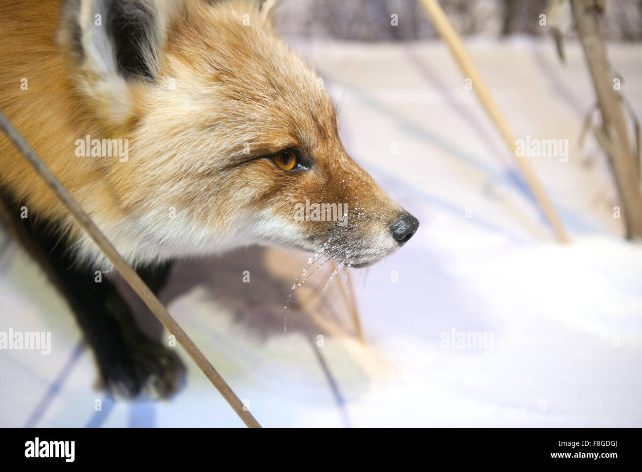 Fuchs im schnee -Fotos und -Bildmaterial in hoher Auflösung – Alamy