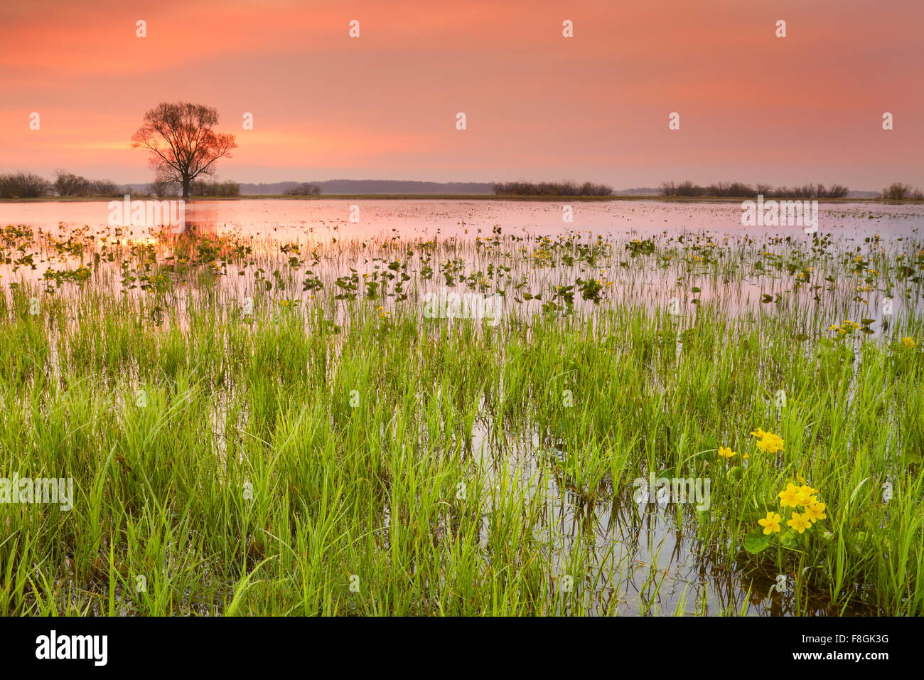 Wilde natur von polen -Fotos und -Bildmaterial in hoher Auflösung – Alamy