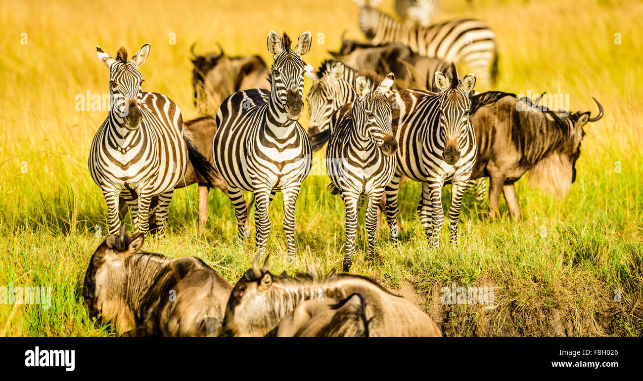 Stehender gnu -Fotos und -Bildmaterial in hoher Auflösung – Alamy