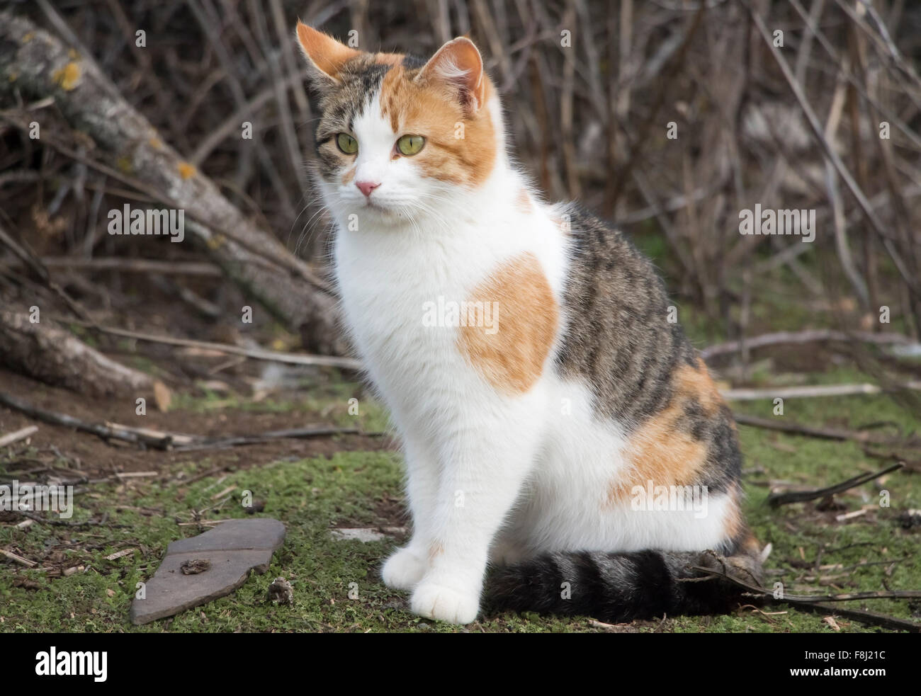 Kleine katze sitzt -Fotos und -Bildmaterial in hoher Auflösung – Alamy