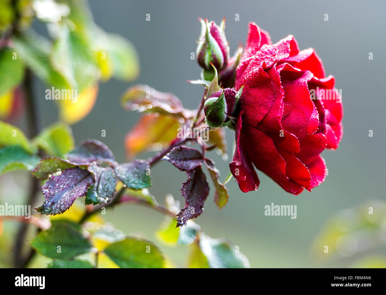 Eine Rose in Tau im Palmengarten in Frankfurt Am Main, Deutschland, 8 ...