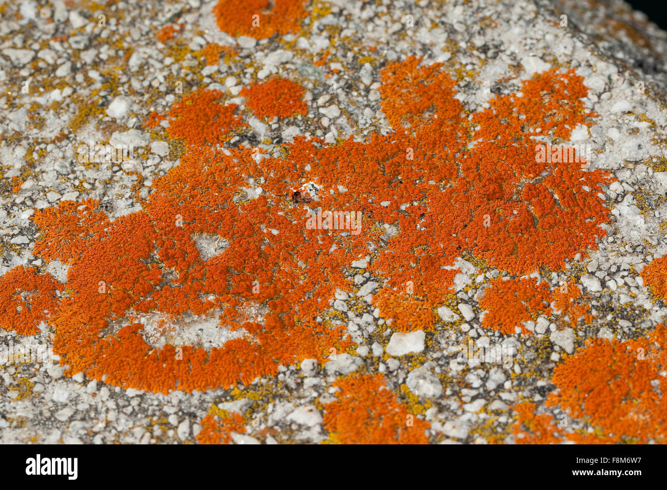 Sunburst lichen -Fotos und -Bildmaterial in hoher Auflösung – Alamy