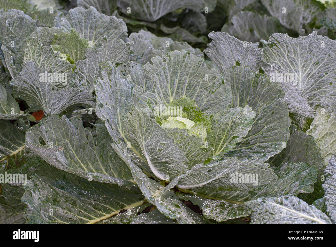 Wirsing, Wirsingkohl, Wirsing-Kohl, Wirsing, Kopfkohl, Brassica ...