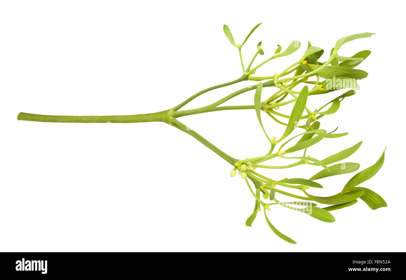 Mit mistel -Fotos und -Bildmaterial in hoher Auflösung – Alamy