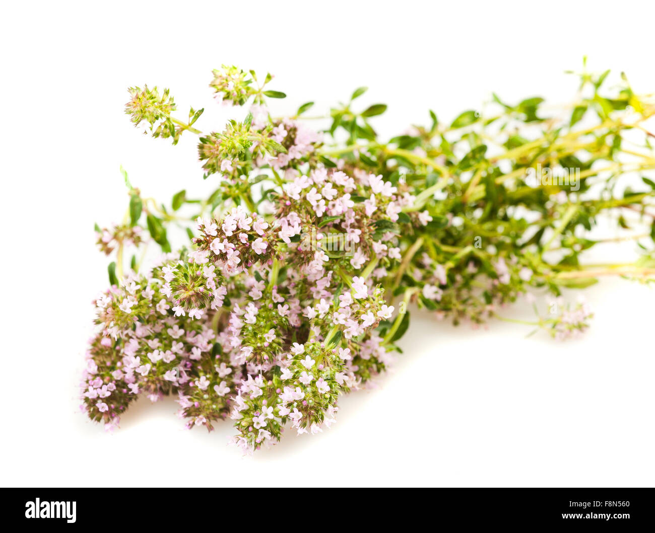 Wild thyme thymus serpyllum -Fotos und -Bildmaterial in hoher Auflösung ...