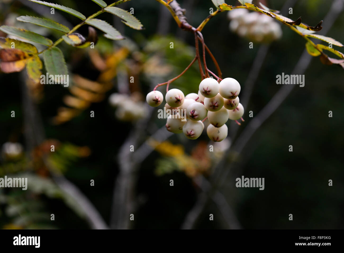 Sorbus Cashmiriana weißen Beeren Ebereschen Asche Eberesche Bäume ...
