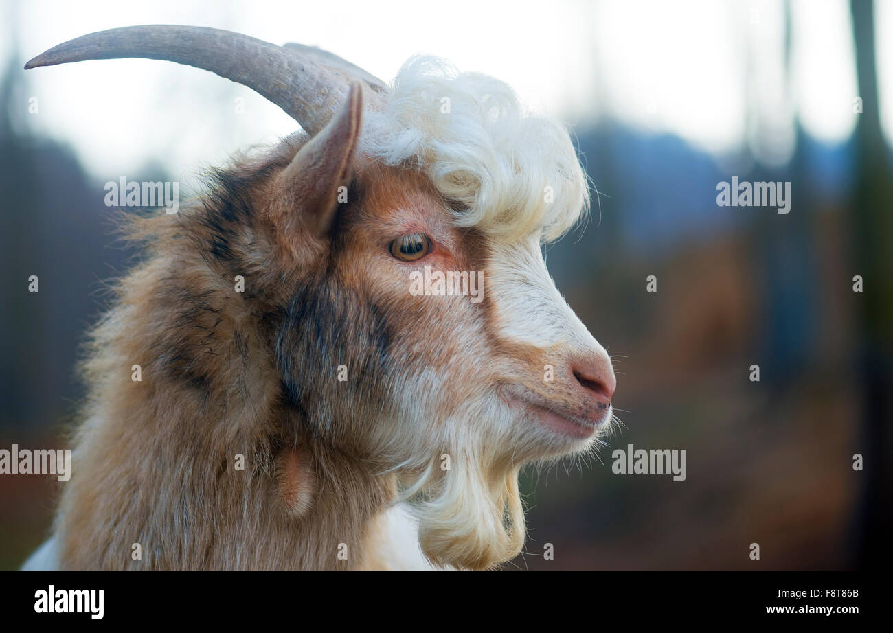 Ziege mit lockigem haar -Fotos und -Bildmaterial in hoher Auflösung – Alamy